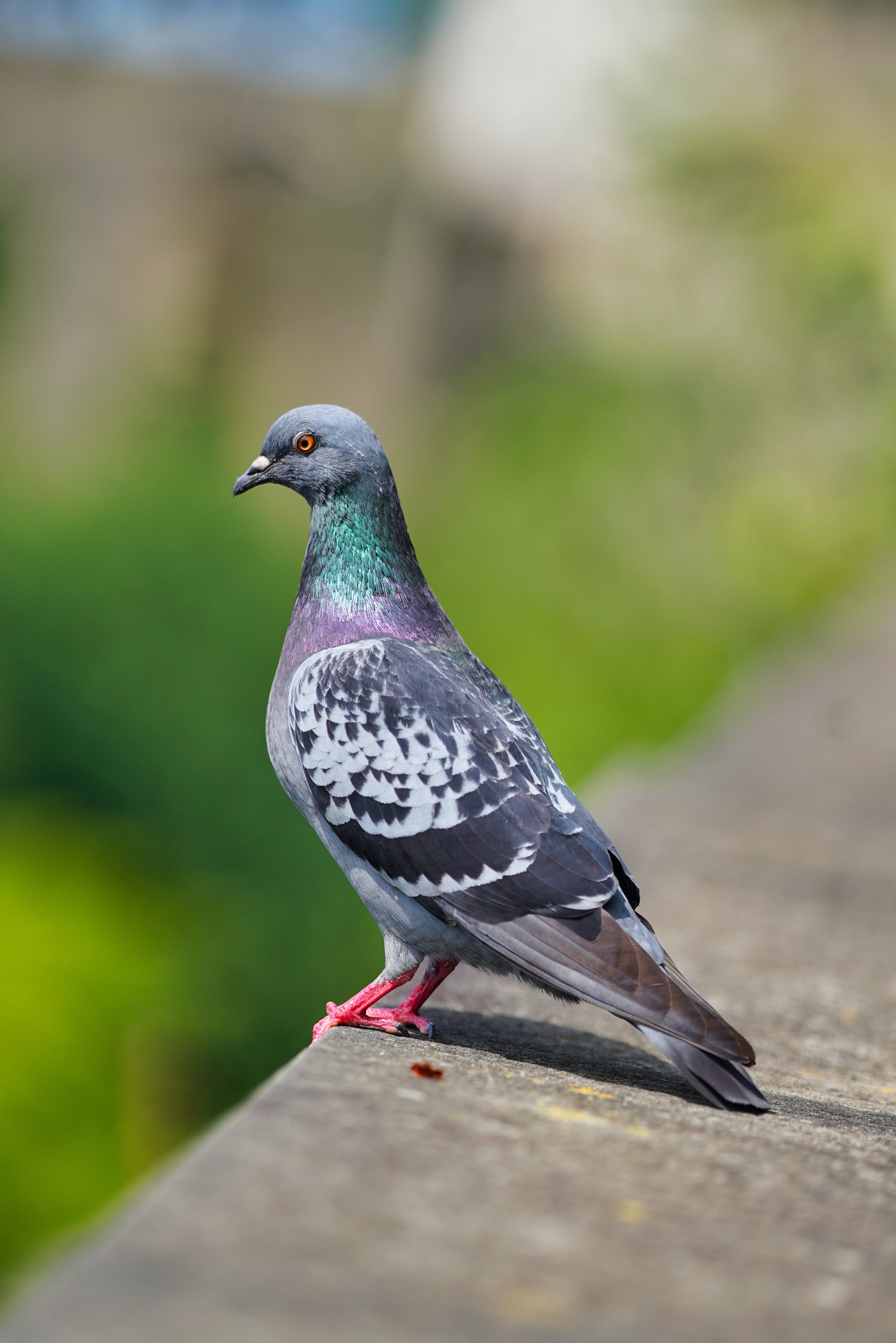 Pigeon – Quality Bird & Pet Supplies