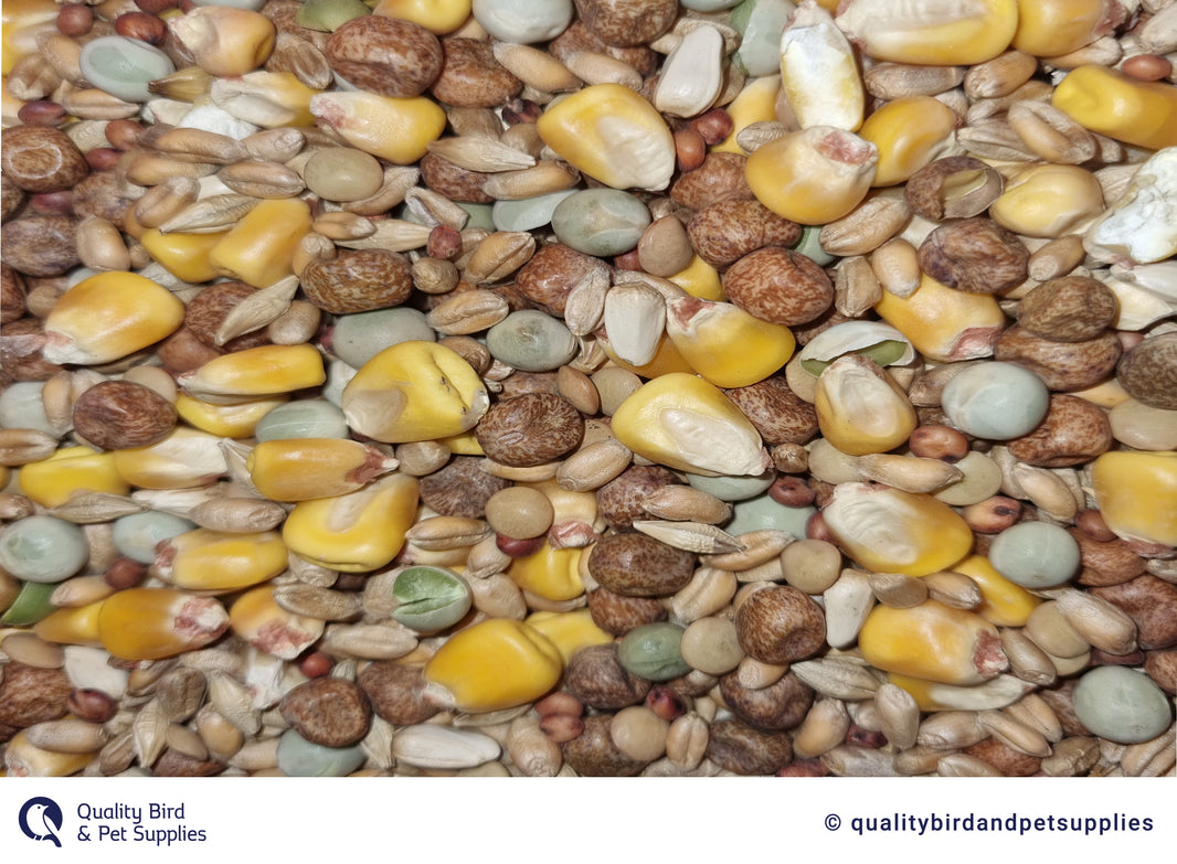 Pigeon – Quality Bird & Pet Supplies